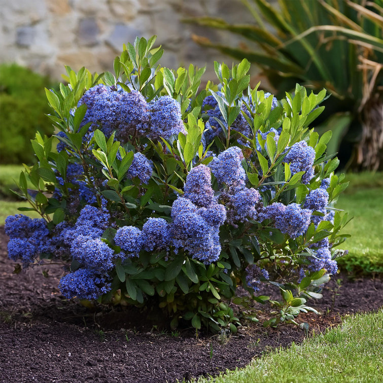 Plant in a Box Ceanothus Thyrsiflorus - Californian Lilac - Height 60-70cm - Pot 17cm | Wayfair ...